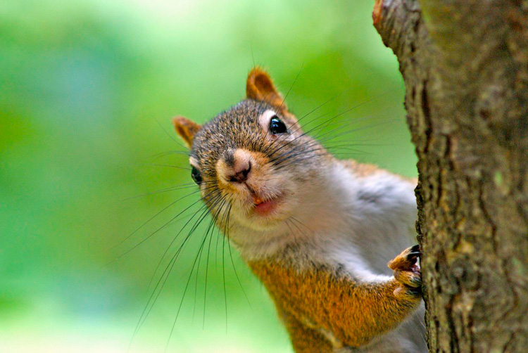 10 curiosidades sobre la Ardilla - Top 10 Listas