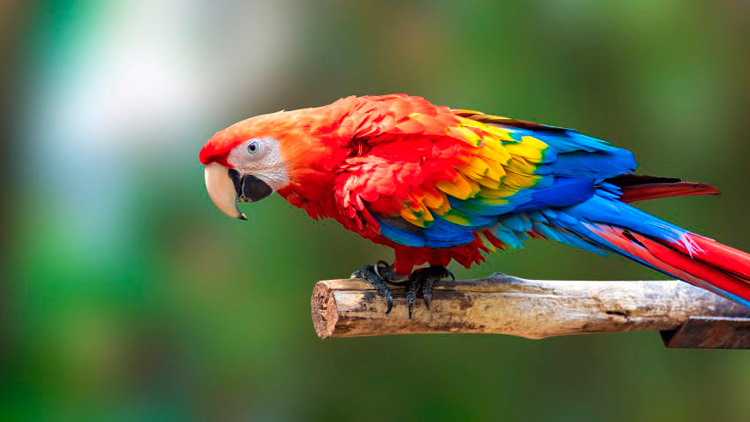 10 curiosidades sobre el Loro - Top 10 Listas